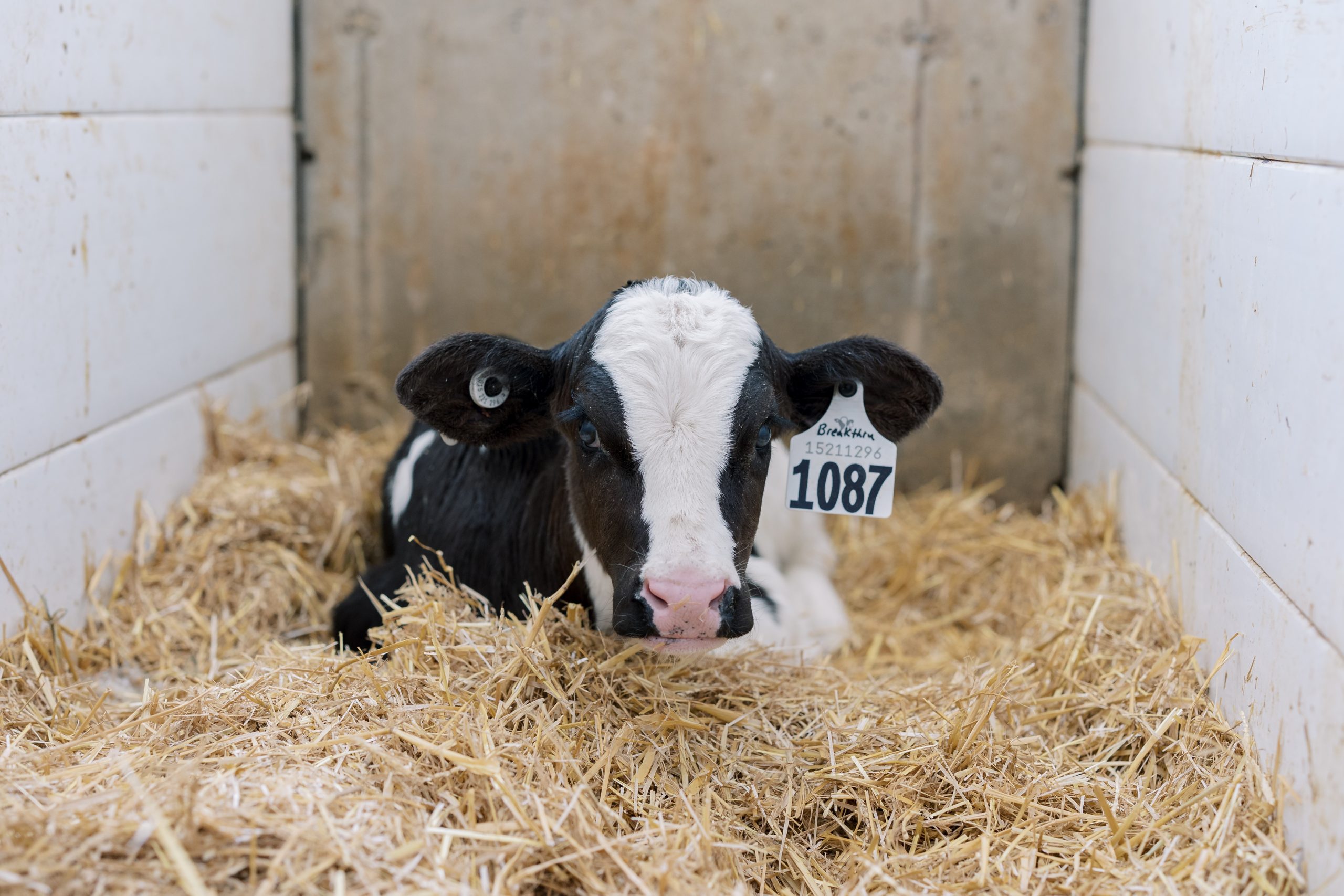 Understanding Passive Transfer of Immunity - Truvital Animal Health