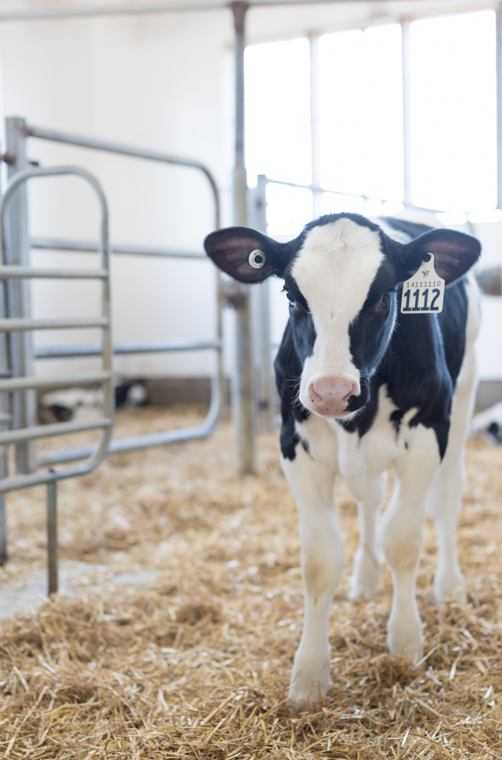 Keep Your Calves Cool This Summer - Truvital Animal Health